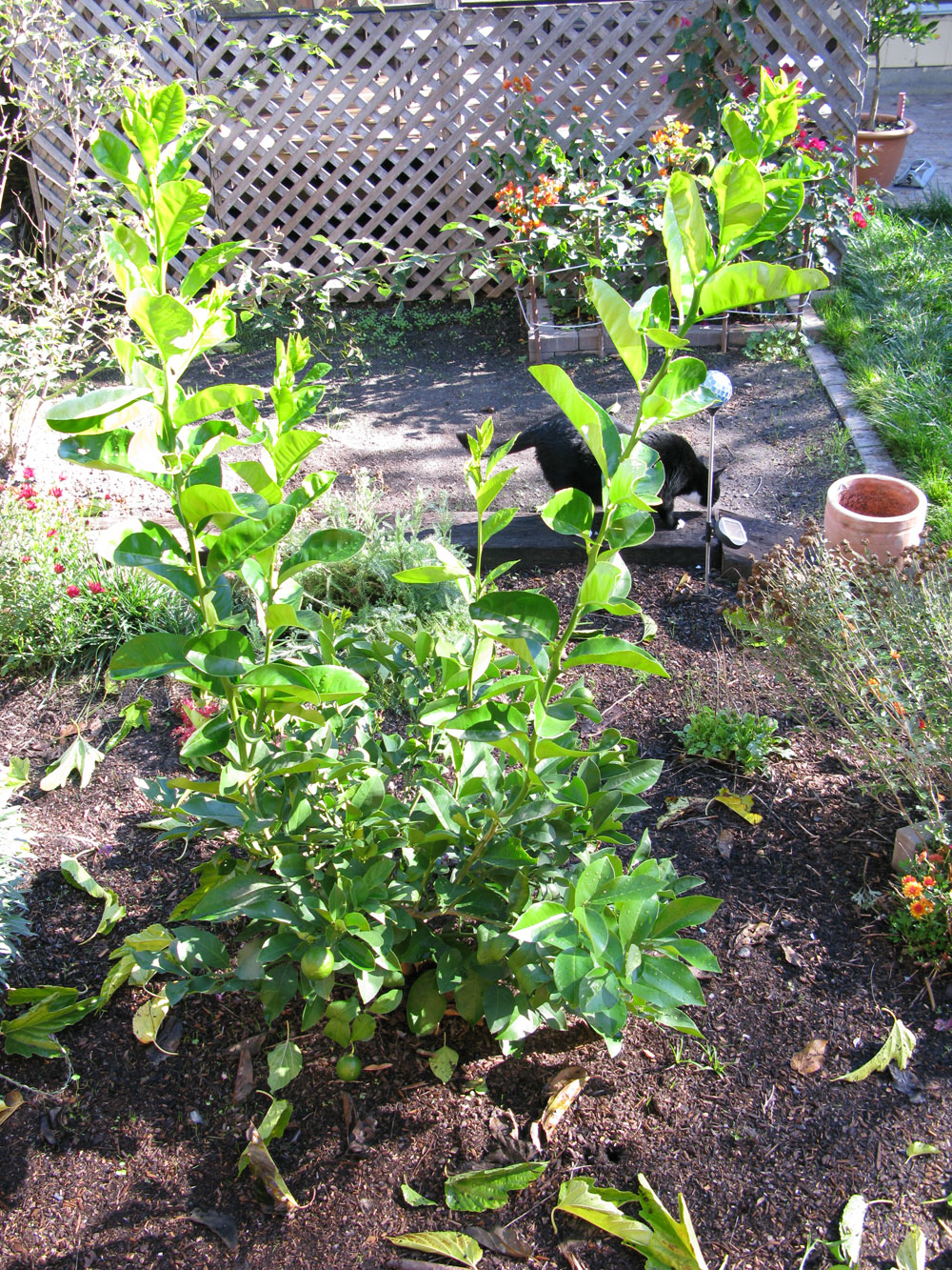 Meyer Lemon Pruning of Suckers? : r/gardening